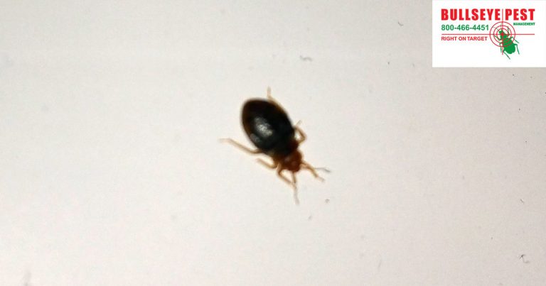 Bed Bugs | Bullseye Pest Management